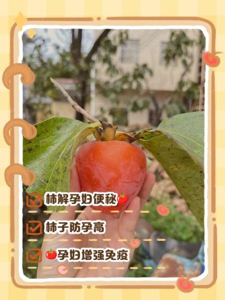 孕妇可以吃柿子吗_孕中期吃柿子安全吗-第1张图片-山城妙识