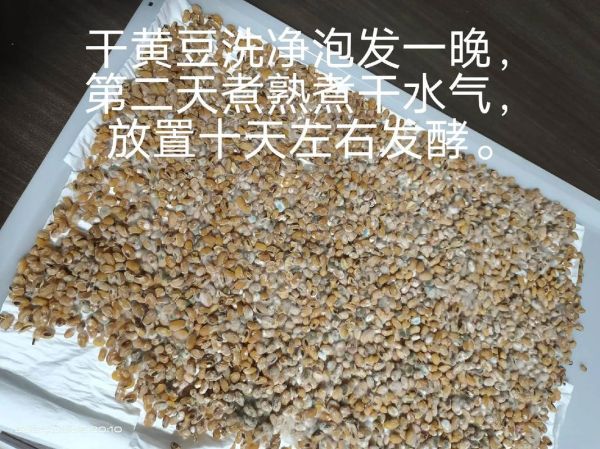 黄豆霉豆子怎么做_霉豆子制作常见问题-第2张图片-山城妙识