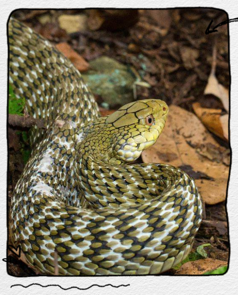 王锦蛇是几级保护动物_王锦蛇保护级别-第1张图片-山城妙识