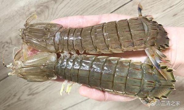 爬虾蒸多长时间_蒸爬虾的正确方法-第1张图片-山城妙识 爬虾蒸多长时间_蒸爬虾的正确方法-第1张图片-山城妙识