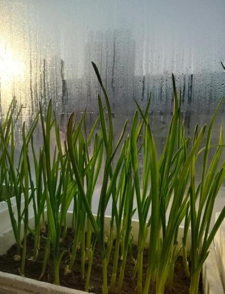 腊八蒜的醋用不用煮开_腊八蒜醋要不要加热-第3张图片-山城妙识