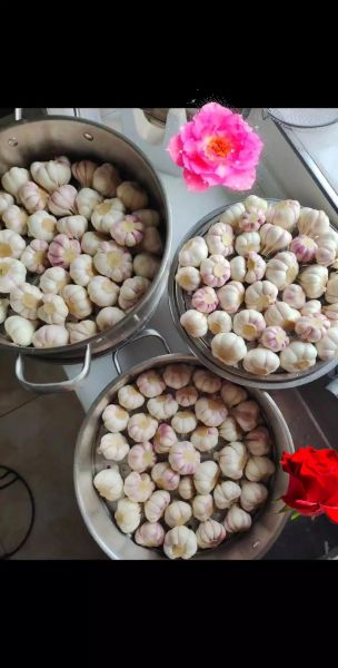 甜蒜的功效与作用_甜蒜的禁忌人群有哪些-第3张图片-山城妙识