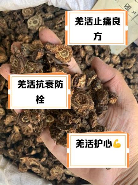 羌活的功效与作用及禁忌_什么人不能吃羌活-第3张图片-山城妙识