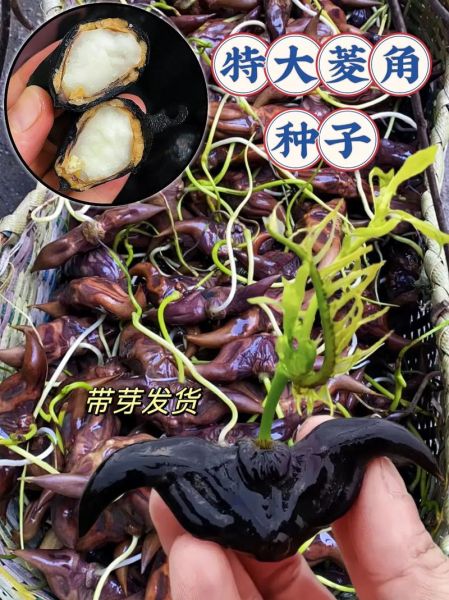 菱角什么时候种_菱角种植时间-第1张图片-山城妙识