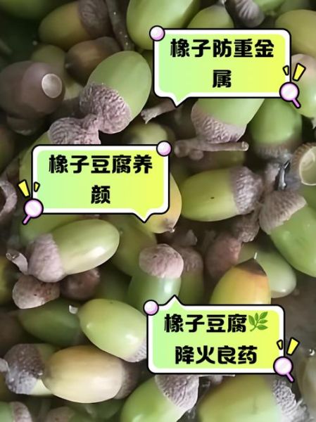 橡子的药用功效_橡子怎么吃才养生-第1张图片-山城妙识
