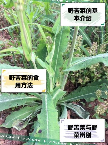 山苦菜的功效与作用_山苦菜怎么吃-第1张图片-山城妙识 山苦菜的功效与作用_山苦菜怎么吃-第1张图片-山城妙识
