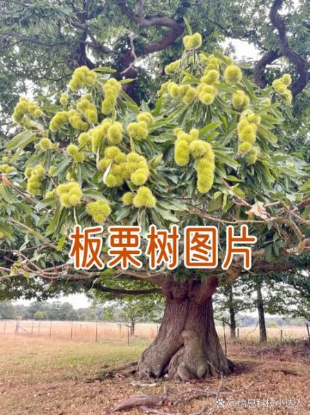 板栗树长什么样_板栗树图片和特征-第3张图片-山城妙识