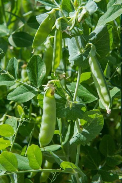 豌豆图片大全集_豌豆长什么样-第1张图片-山城妙识 豌豆图片大全集_豌豆长什么样-第1张图片-山城妙识