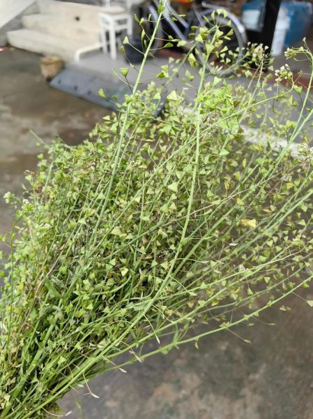 三月三煮鸡蛋用什么草_荠菜还是地菜-第2张图片-山城妙识