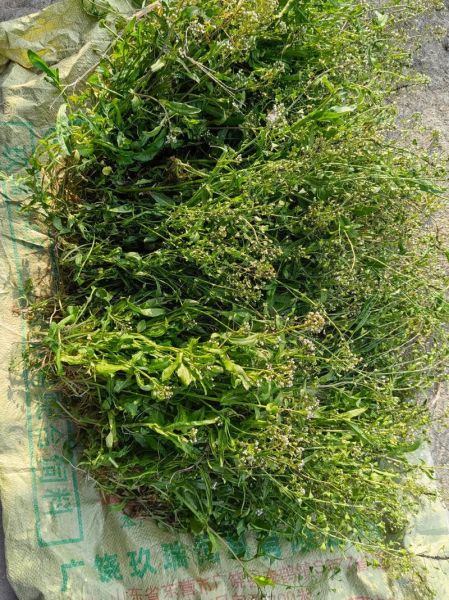 三月三煮鸡蛋用什么草_荠菜还是地菜-第3张图片-山城妙识