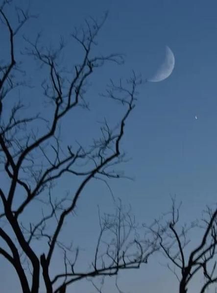 坐树不言是什么意思_坐树不言典故出处-第2张图片-山城妙识