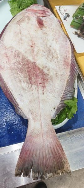 鸦片鱼一般多少斤_鸦片鱼一条几斤算正常-第1张图片-山城妙识 鸦片鱼一般多少斤_鸦片鱼一条几斤算正常-第1张图片-山城妙识