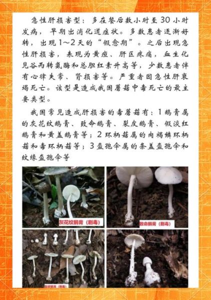 蘑菇图片有毒吗_如何辨别毒蘑菇-第2张图片-山城妙识 蘑菇图片有毒吗_如何辨别毒蘑菇-第2张图片-山城妙识