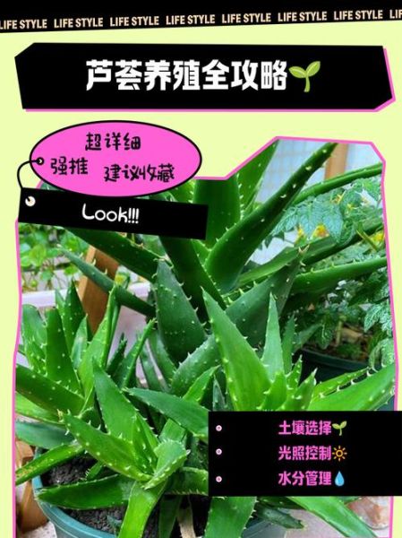 芦荟怎么养才能爆盆_芦荟养殖方法步骤-第2张图片-山城妙识 芦荟怎么养才能爆盆_芦荟养殖方法步骤-第2张图片-山城妙识