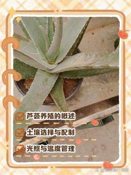 芦荟怎么养才能爆盆_芦荟养殖方法步骤-第3张图片-山城妙识 芦荟怎么养才能爆盆_芦荟养殖方法步骤-第3张图片-山城妙识