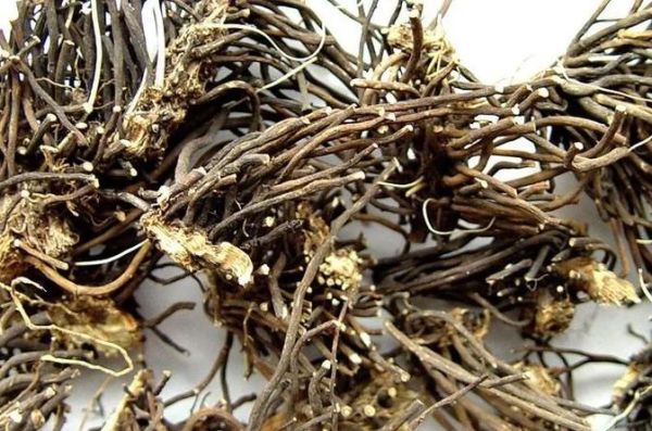 威灵仙软化鱼刺要多久_威灵仙怎么用-第1张图片-山城妙识