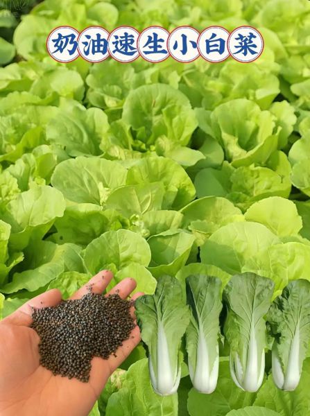 奶油白菜的营养价值_奶油白菜有哪些健康功效-第2张图片-山城妙识