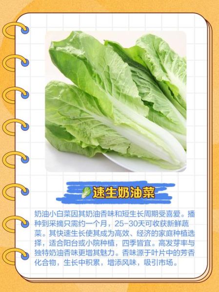 奶油白菜的营养价值_奶油白菜有哪些健康功效-第3张图片-山城妙识