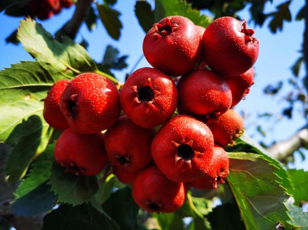 山楂图片怎么拍好看_山楂图片拍摄技巧-第2张图片-山城妙识