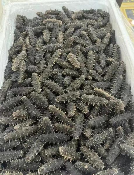 干海参放了六七年了还能吃吗_过期干海参食用安全-第1张图片-山城妙识