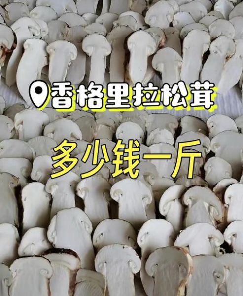 松茸价格多少钱一斤_为什么那么贵-第1张图片-山城妙识 松茸价格多少钱一斤_为什么那么贵-第1张图片-山城妙识