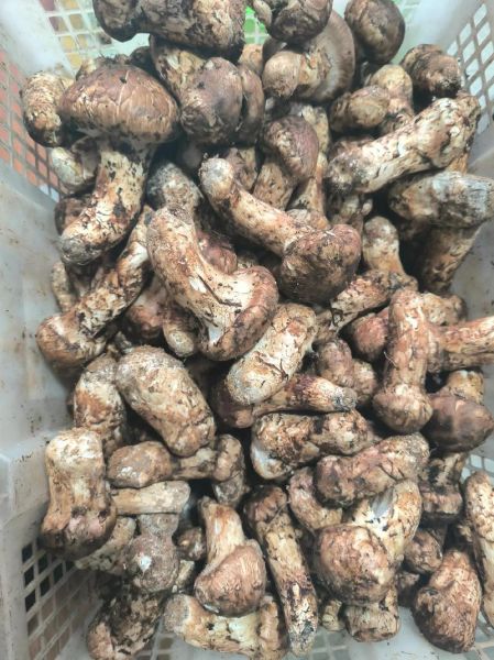 松茸价格多少钱一斤_为什么那么贵-第3张图片-山城妙识 松茸价格多少钱一斤_为什么那么贵-第3张图片-山城妙识