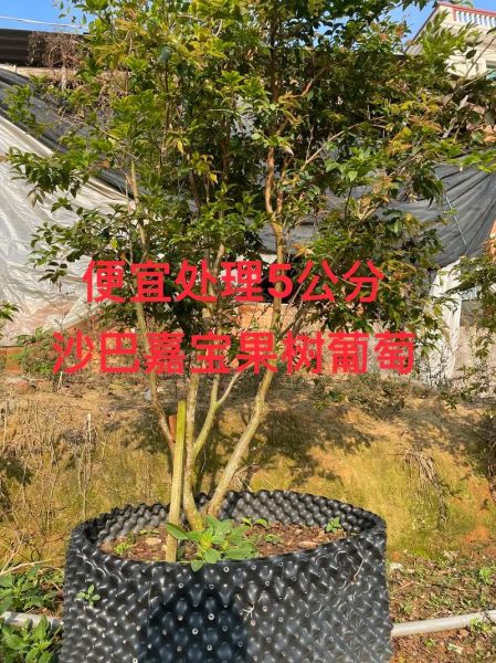 嘉宝果多少钱一斤_嘉宝果价格为什么这么贵-第3张图片-山城妙识 嘉宝果多少钱一斤_嘉宝果价格为什么这么贵-第3张图片-山城妙识