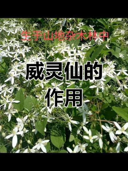 威灵仙的副作用有哪些_威灵仙长期服用安全吗-第3张图片-山城妙识