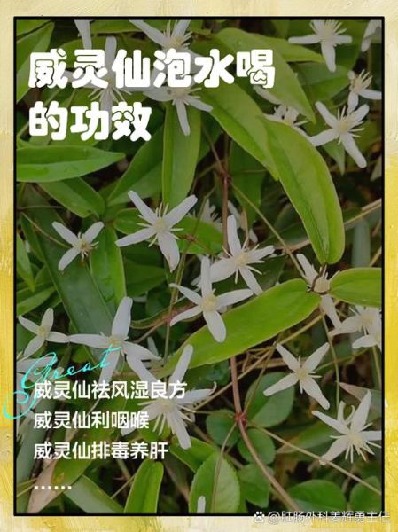 威灵仙的副作用有哪些_威灵仙长期服用安全吗-第1张图片-山城妙识