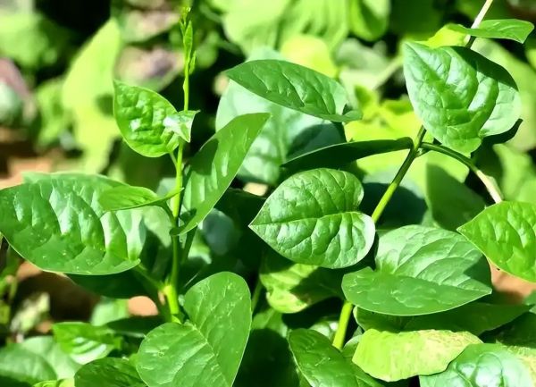 木耳菜又叫什么菜_木耳菜和落葵是同一种吗-第2张图片-山城妙识