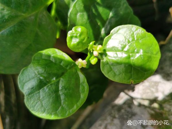 木耳菜又叫什么菜_木耳菜和落葵是同一种吗-第3张图片-山城妙识