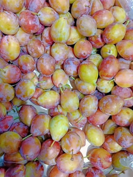 西梅什么时候成熟上市_西梅几月份吃最好-第2张图片-山城妙识