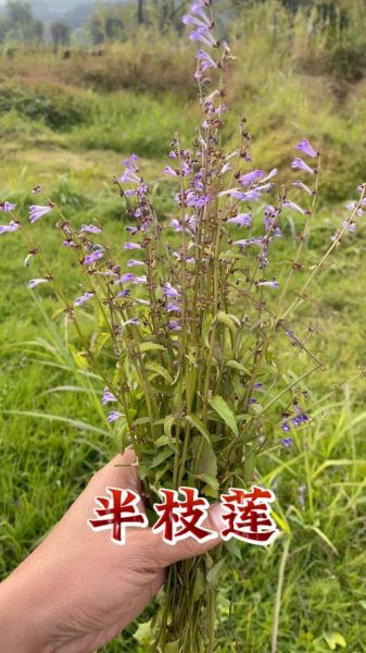 半枝莲图片长什么样_半枝莲的功效与作用有哪些-第2张图片-山城妙识 半枝莲图片长什么样_半枝莲的功效与作用有哪些-第2张图片-山城妙识