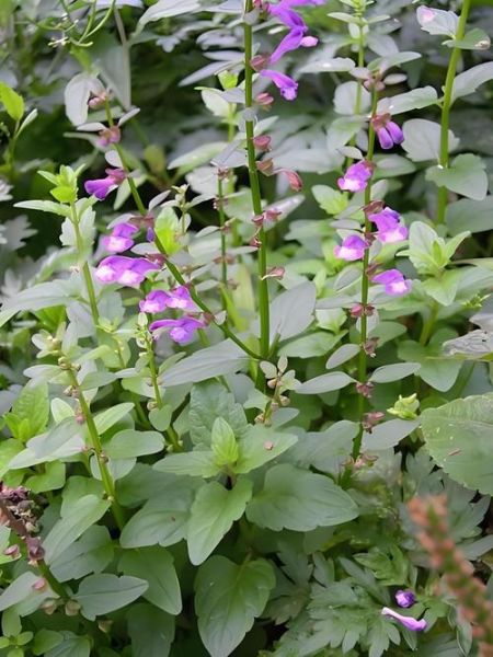 半枝莲图片长什么样_半枝莲的功效与作用有哪些-第1张图片-山城妙识 半枝莲图片长什么样_半枝莲的功效与作用有哪些-第1张图片-山城妙识