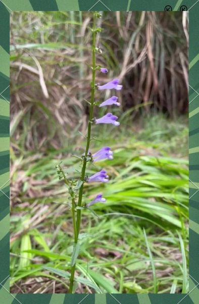 半枝莲图片长什么样_半枝莲的功效与作用有哪些-第3张图片-山城妙识 半枝莲图片长什么样_半枝莲的功效与作用有哪些-第3张图片-山城妙识