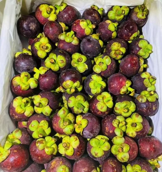 山竹水果多少钱一斤_山竹价格为什么差距大-第1张图片-山城妙识