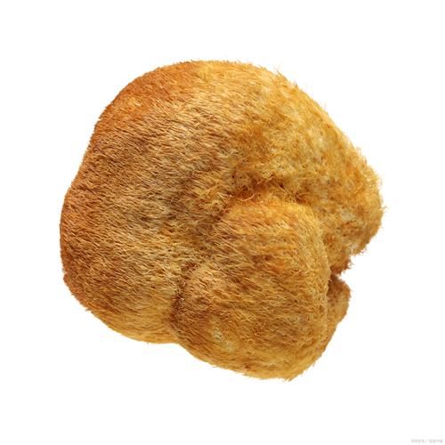 干猴头菇一泡就软了_干猴头菇泡发多久合适-第2张图片-山城妙识 干猴头菇一泡就软了_干猴头菇泡发多久合适-第2张图片-山城妙识