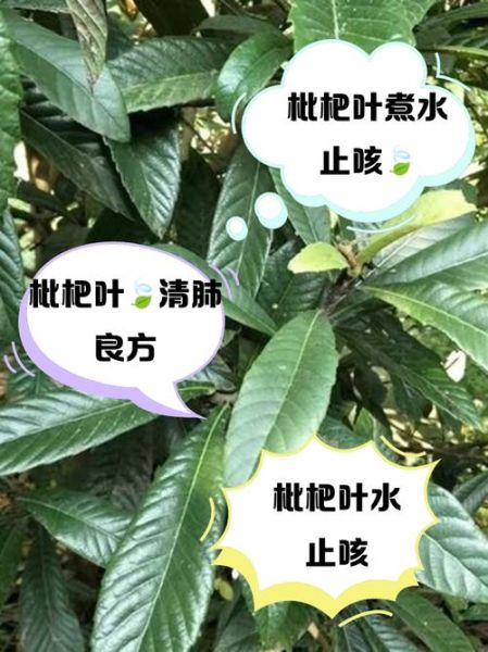 新鲜枇杷叶怎么煮水_枇杷叶煮水止咳做法-第2张图片-山城妙识