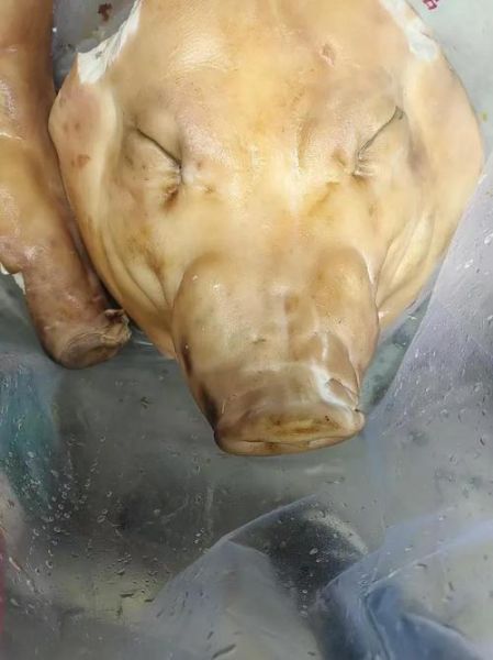 猪头肉怎么煮好吃_猪头肉去腥增香技巧-第1张图片-山城妙识 猪头肉怎么煮好吃_猪头肉去腥增香技巧-第1张图片-山城妙识