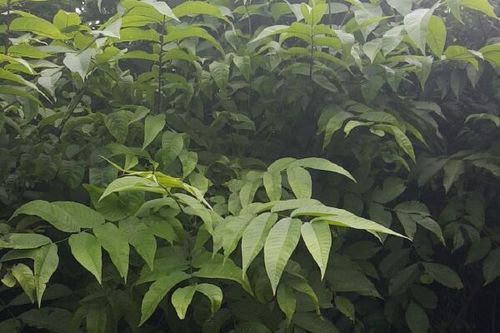 核桃树苗怎么选_核桃树苗价格多少钱一棵-第2张图片-山城妙识 核桃树苗怎么选_核桃树苗价格多少钱一棵-第2张图片-山城妙识