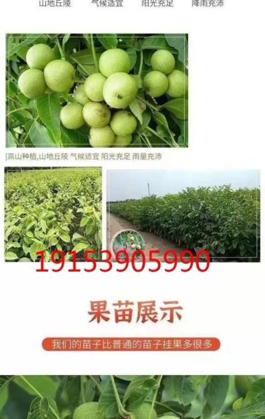 核桃树苗怎么选_核桃树苗价格多少钱一棵-第3张图片-山城妙识 核桃树苗怎么选_核桃树苗价格多少钱一棵-第3张图片-山城妙识