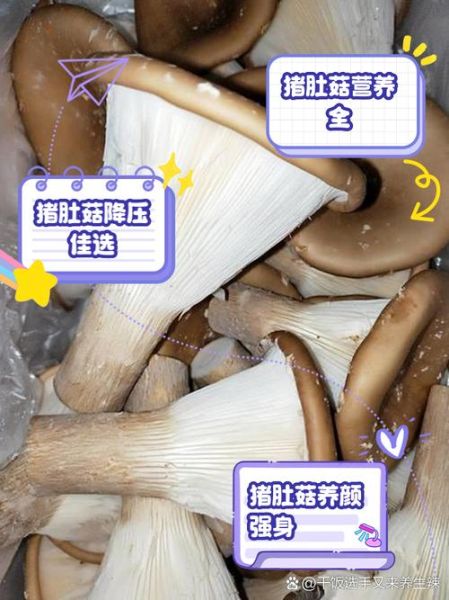 猪肚菌图片_如何辨别真假猪肚菌-第2张图片-山城妙识 猪肚菌图片_如何辨别真假猪肚菌-第2张图片-山城妙识