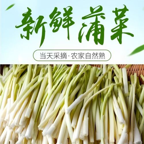 蒲笋怎么种_蒲笋生长周期多久-第3张图片-山城妙识 蒲笋怎么种_蒲笋生长周期多久-第3张图片-山城妙识