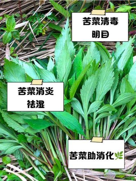 苦菜的功效与作用_苦菜怎么吃最养生-第1张图片-山城妙识