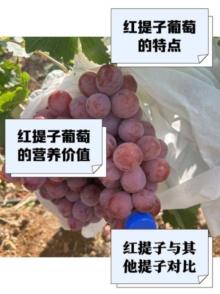 红葡萄的功效与作用_红葡萄一天吃多少粒最好-第2张图片-山城妙识