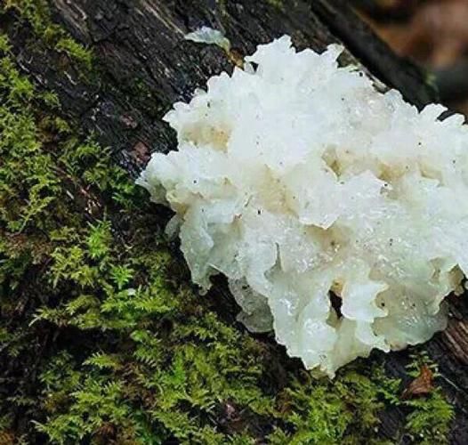 白木耳和银耳是一样的吗_白木耳与银耳的区别-第2张图片-山城妙识 白木耳和银耳是一样的吗_白木耳与银耳的区别-第2张图片-山城妙识