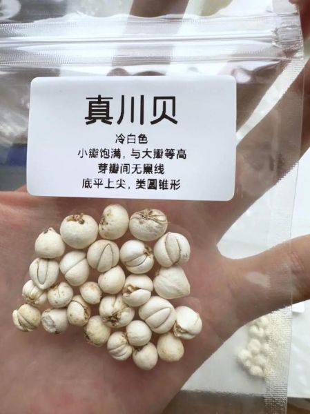 川贝价格多少钱一克_川贝多少钱一克2024最新价-第1张图片-山城妙识