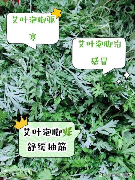 艾草泡脚有什么作用_艾草泡脚多久一次最好-第1张图片-山城妙识 艾草泡脚有什么作用_艾草泡脚多久一次最好-第1张图片-山城妙识