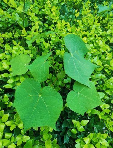 八角枫图片_八角枫长什么样-第1张图片-山城妙识 八角枫图片_八角枫长什么样-第1张图片-山城妙识