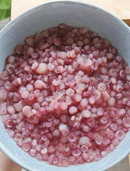 海灵菇是什么_海灵菇长在海底哪里-第1张图片-山城妙识 海灵菇是什么_海灵菇长在海底哪里-第1张图片-山城妙识